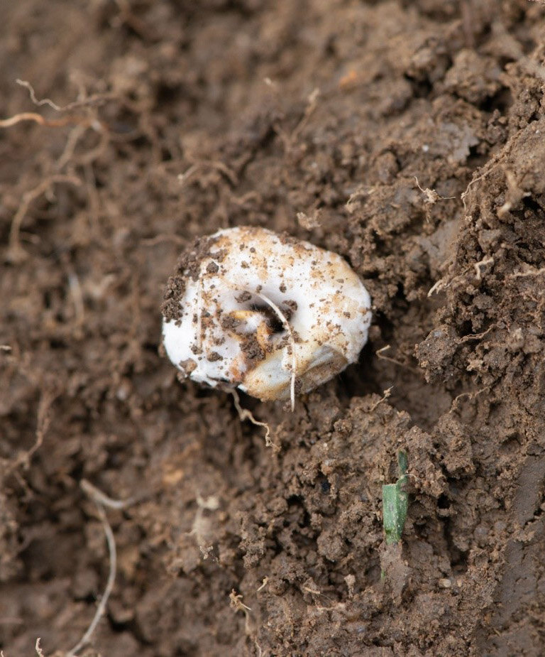 NEWS - EXIGON NOTFALLZULASSUNG FÜR DEUTSCHLAND GEM. ART 53 (01.03 – 28. ...